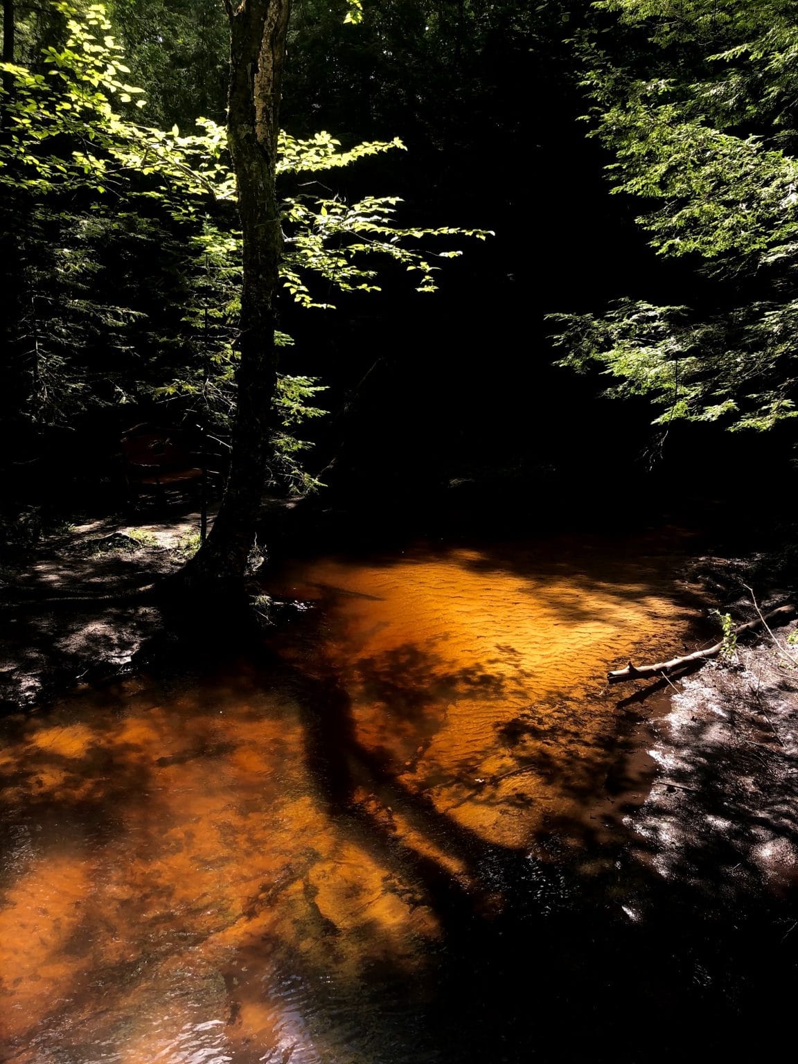 Allan and Virginia McCune Nature Preserve Fall Hike - Little Traverse ...