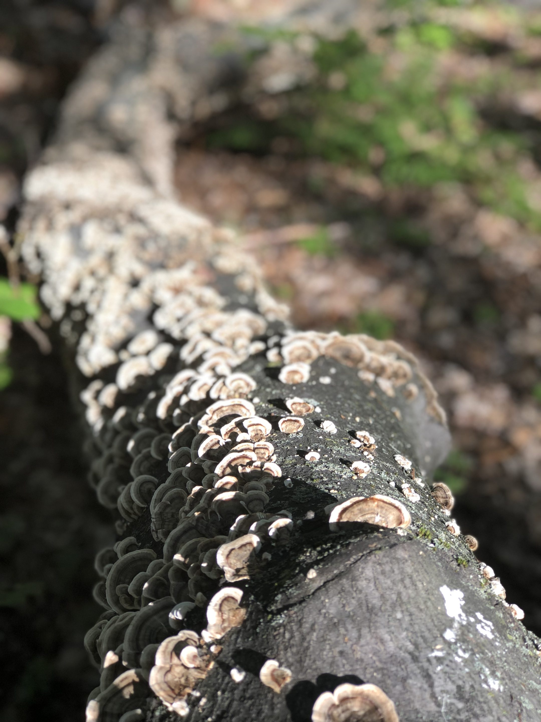 Mushrooming at the Elmer Johnston Nature Preserve - Little Traverse ...