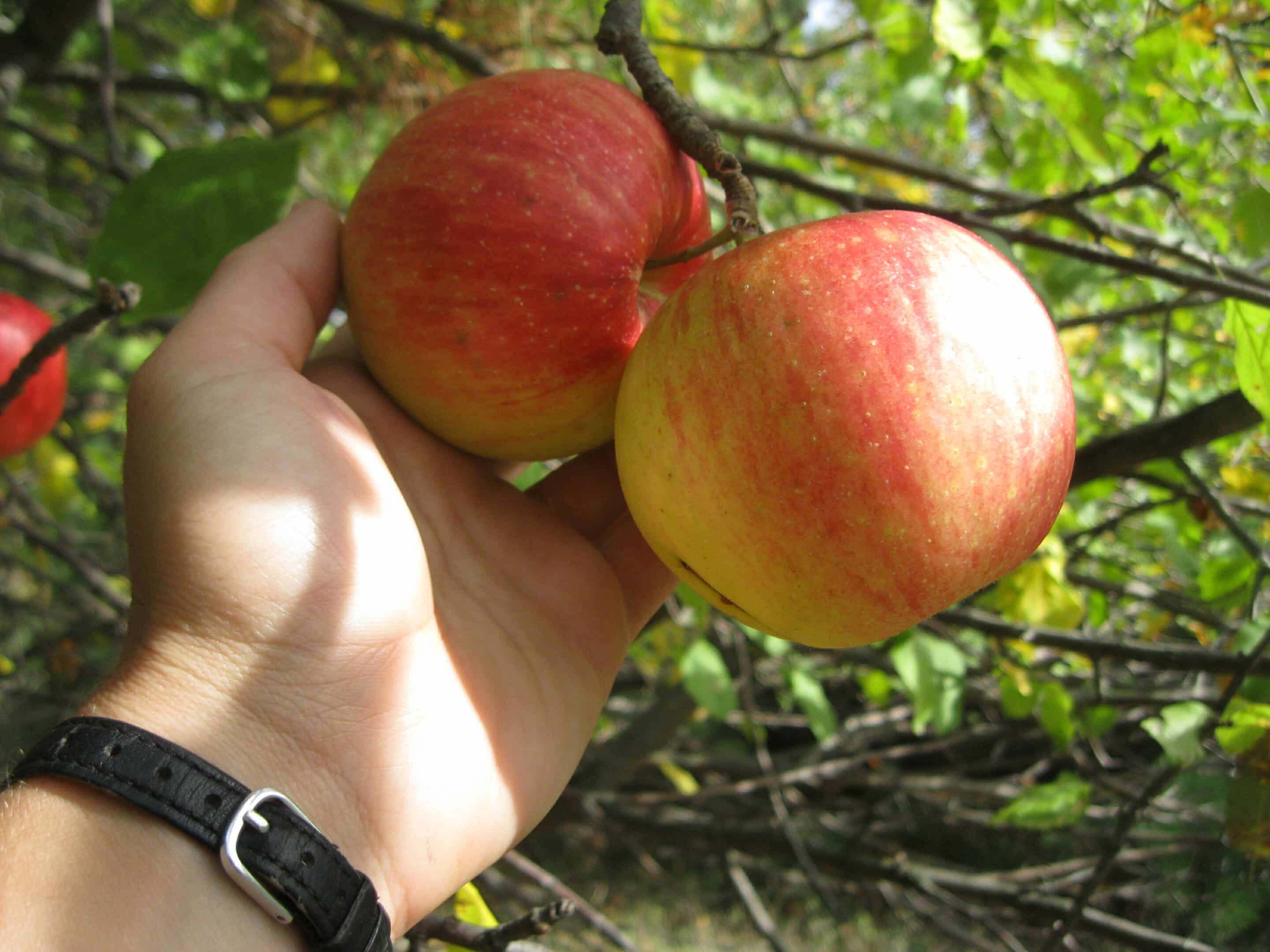 Apple Tree Pruning Seminar - Little Traverse Conservancy