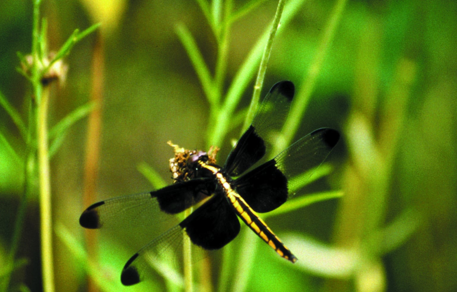 Dragonfly Walk at the Offield Family Viewlands - Little Traverse ...