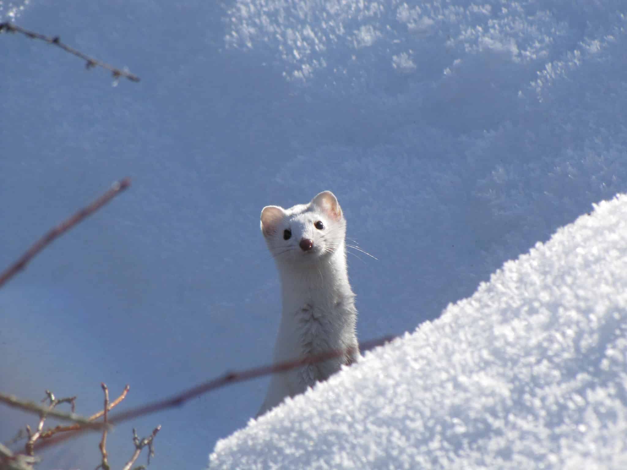 Life Under the Snow: A Dive into the Subnivian - Little Traverse ...